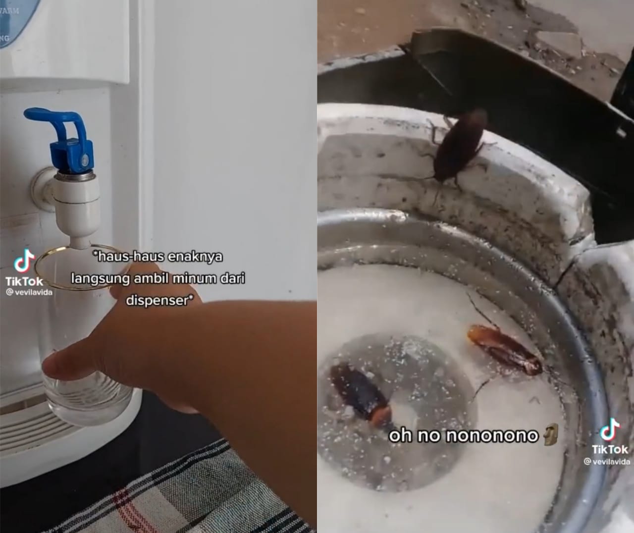 Rasa air berbeza ketika diminum, wanita temui sarang lipas dalam ... Rasa air berbeza ketika diminum, wanita temui sarang lipas dalam ...