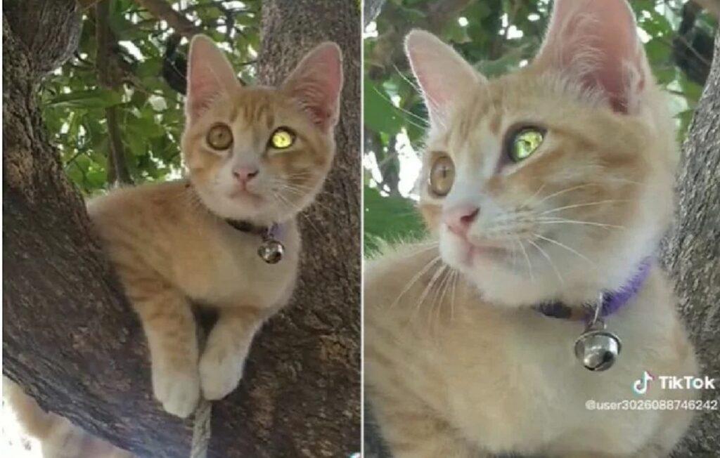 Kucing Thailand mata 'berlian' viral di TikTok (Video) - MYKMU.NET