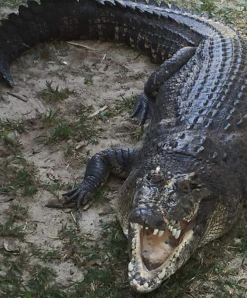 Awang Hitam dan Jelutung raja buaya Kuala Linggi - MYKMU.NET