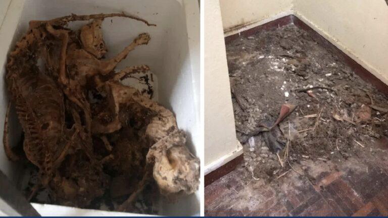 Bunuh, simpan 'koleksi' berpuluh bangkai kucing - MYKMU.NET