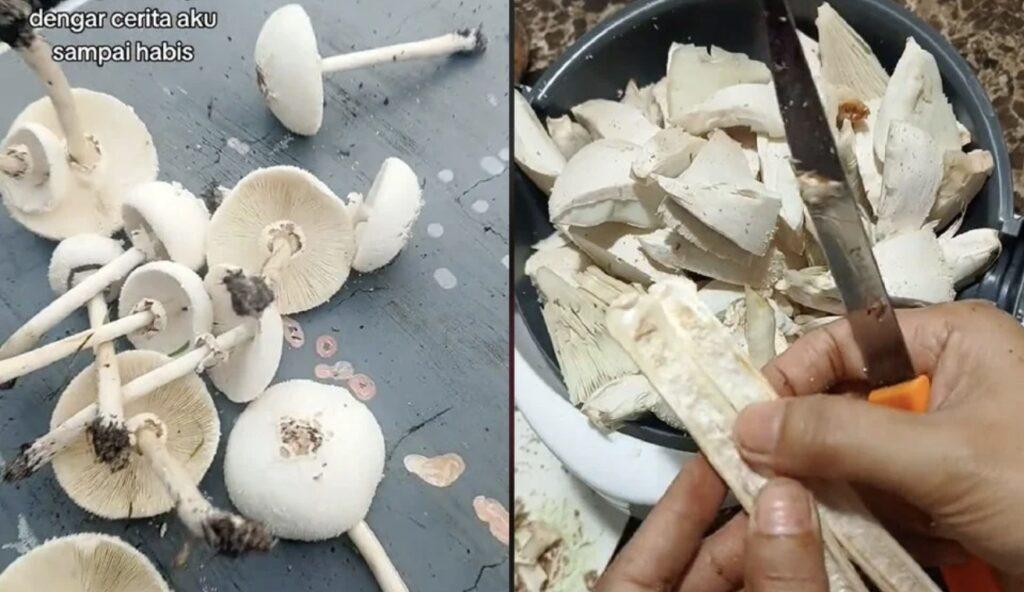 Sekeluarga dikejarkan ke hospital akibat termakan 'cendawan busut ...