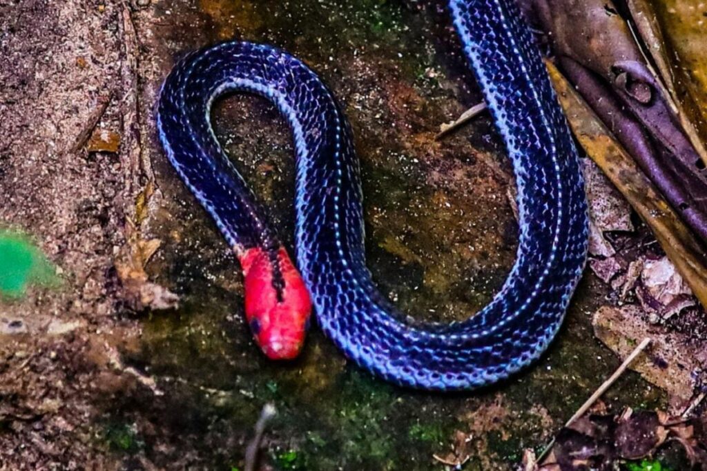 Ular kepala merah ditemukan di taman negara - MYKMU.NET